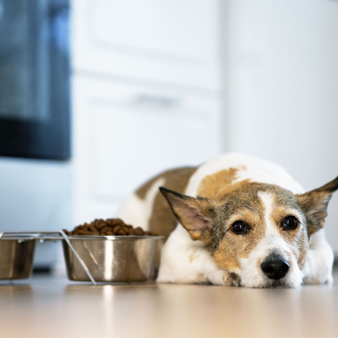 Pet Nutritional Counseling In Whitney, TX | Whitney Vet